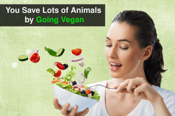 Vegan Food: 9 Essential Facts You Must Know