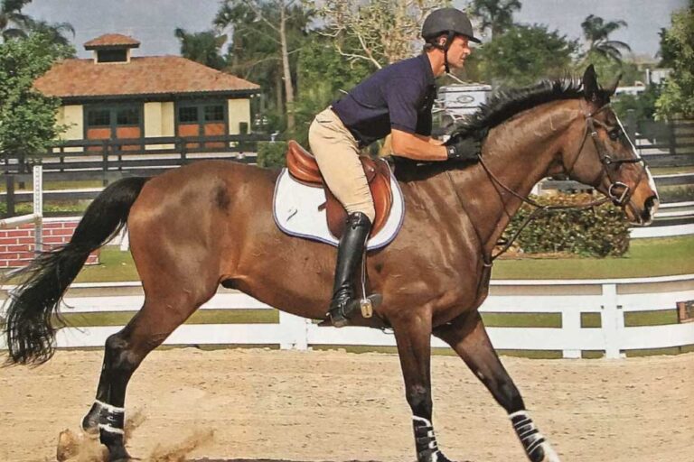 Mastering the Art of Riding: A Comprehensive Guide to the English Saddle