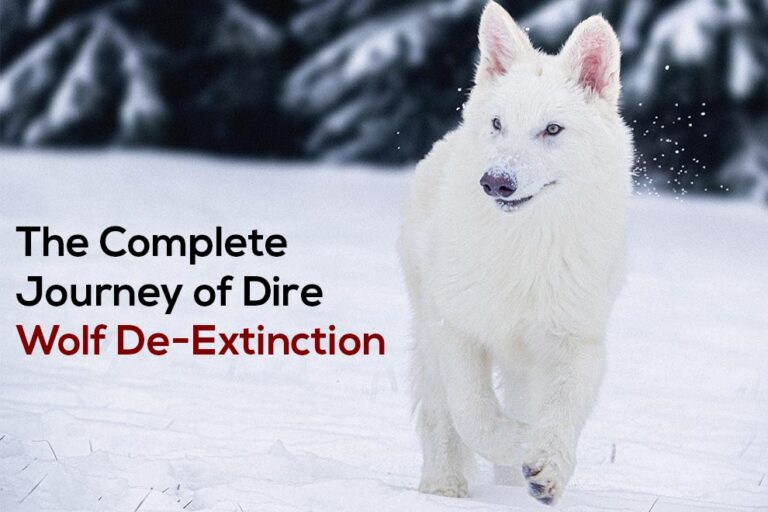 Journey of Dire Wolf De-Extinction Explained